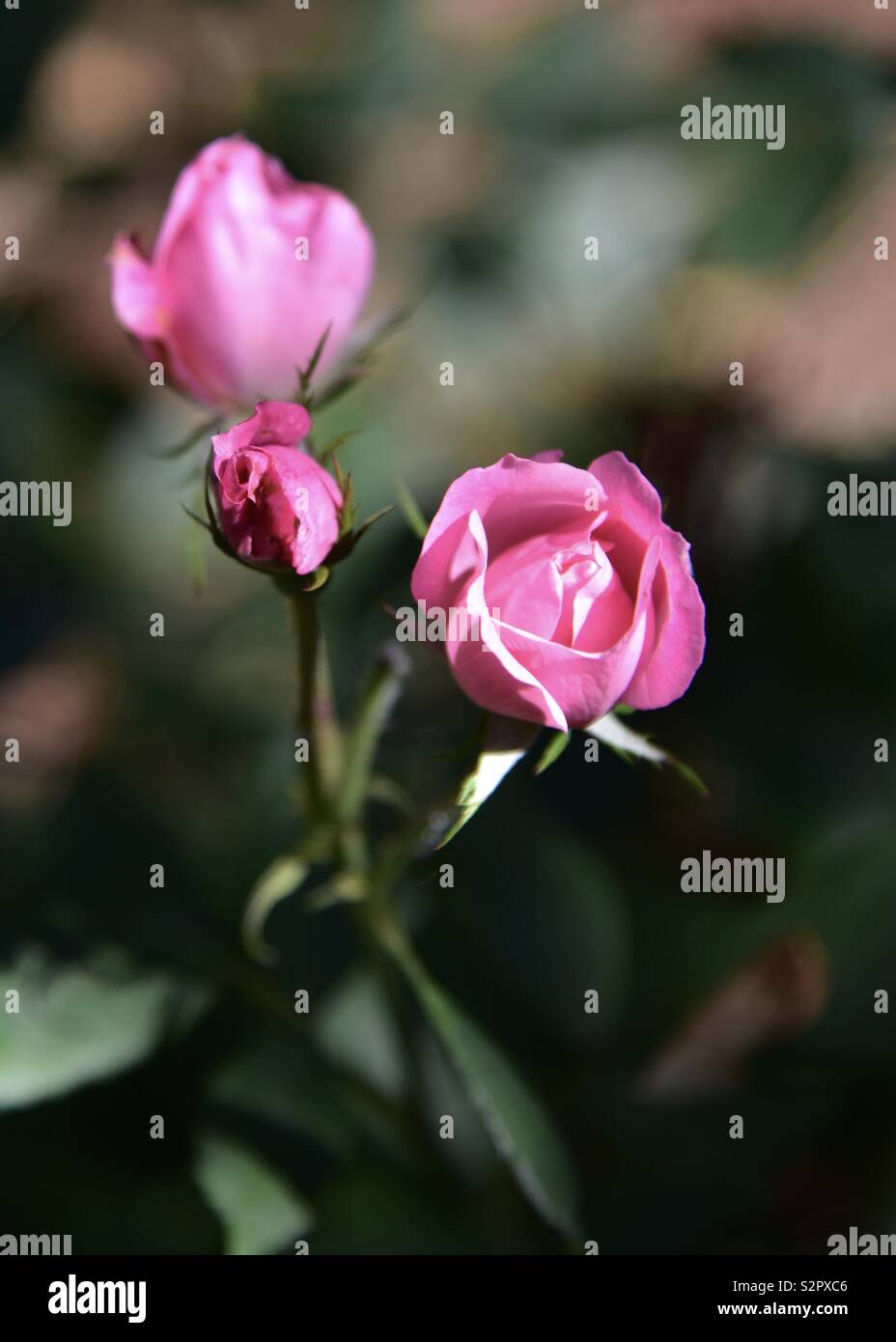 Rosebuds hi-res stock photography and images - Alamy