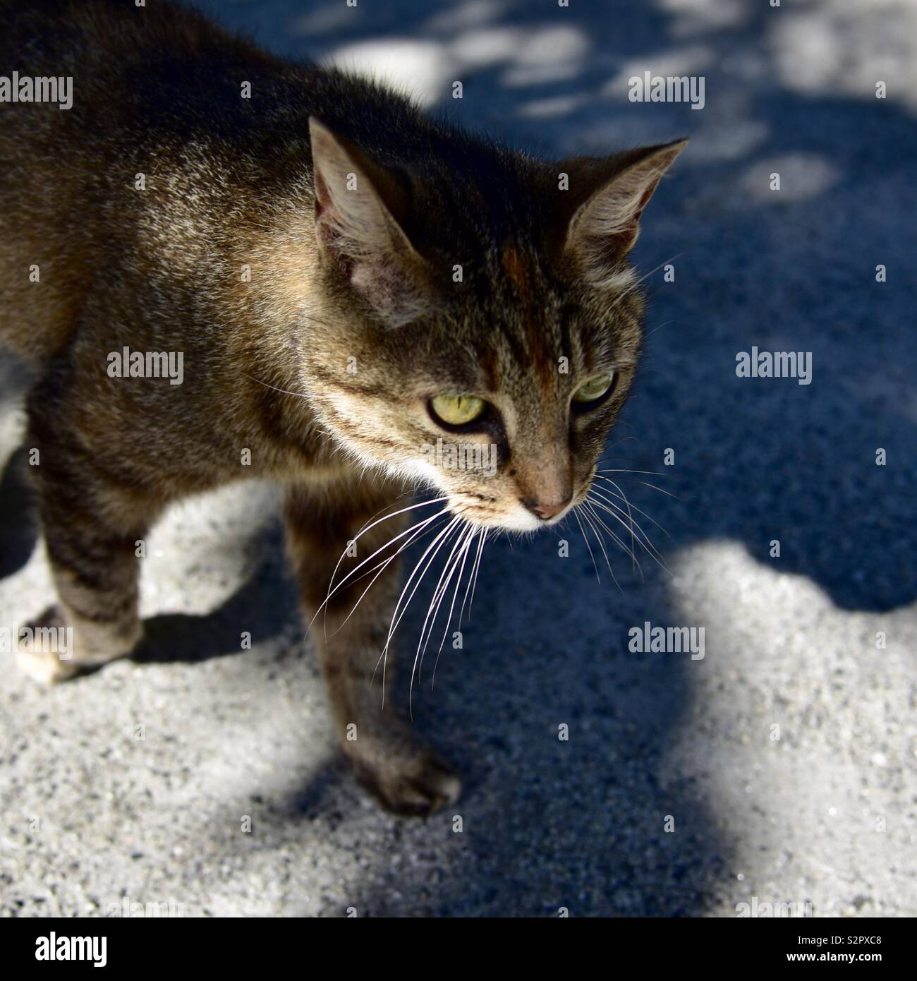 Focused on the cat hi-res stock photography and images - Alamy