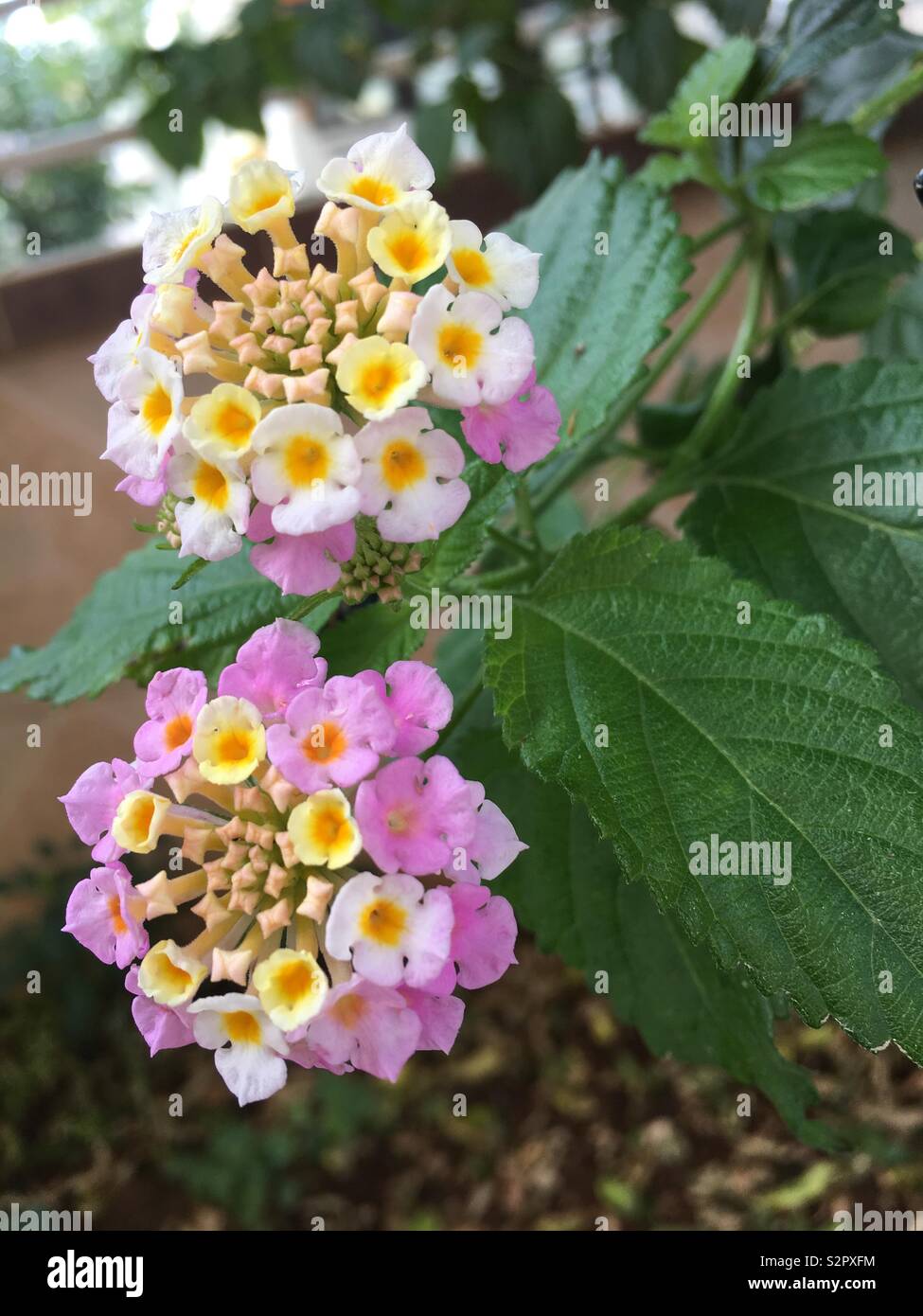 Layered flower hi-res stock photography and images - Alamy