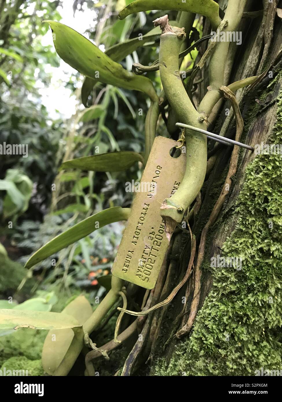 Identifying plant hi-res stock photography and images - Alamy