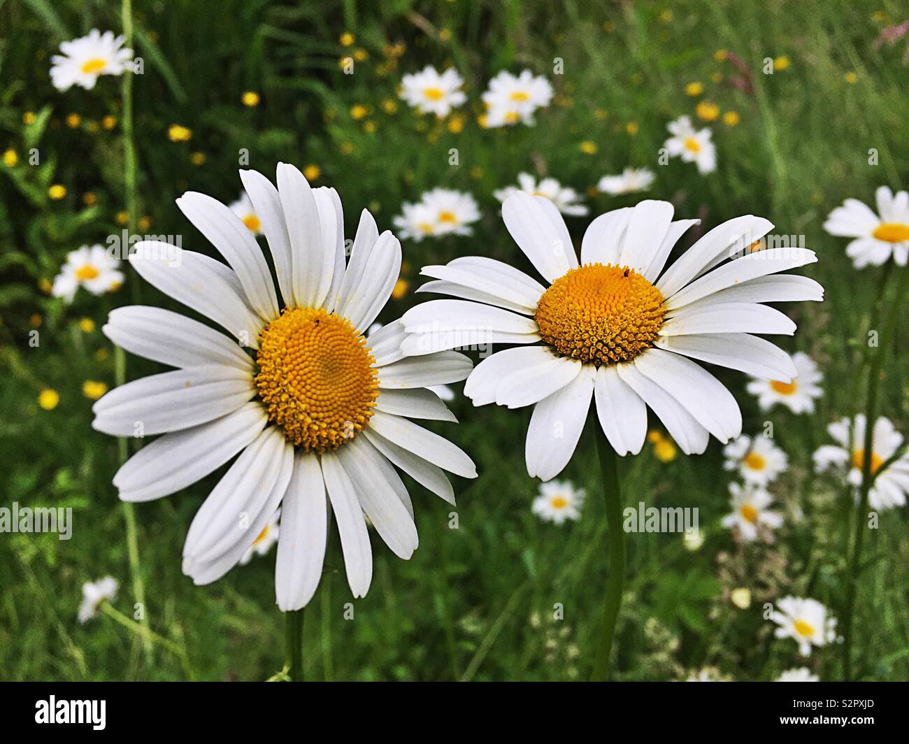 Daisies daisy flower chamomile Stock Photo - Alamy