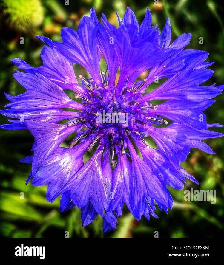 Annual gardens hi-res stock photography and images - Alamy