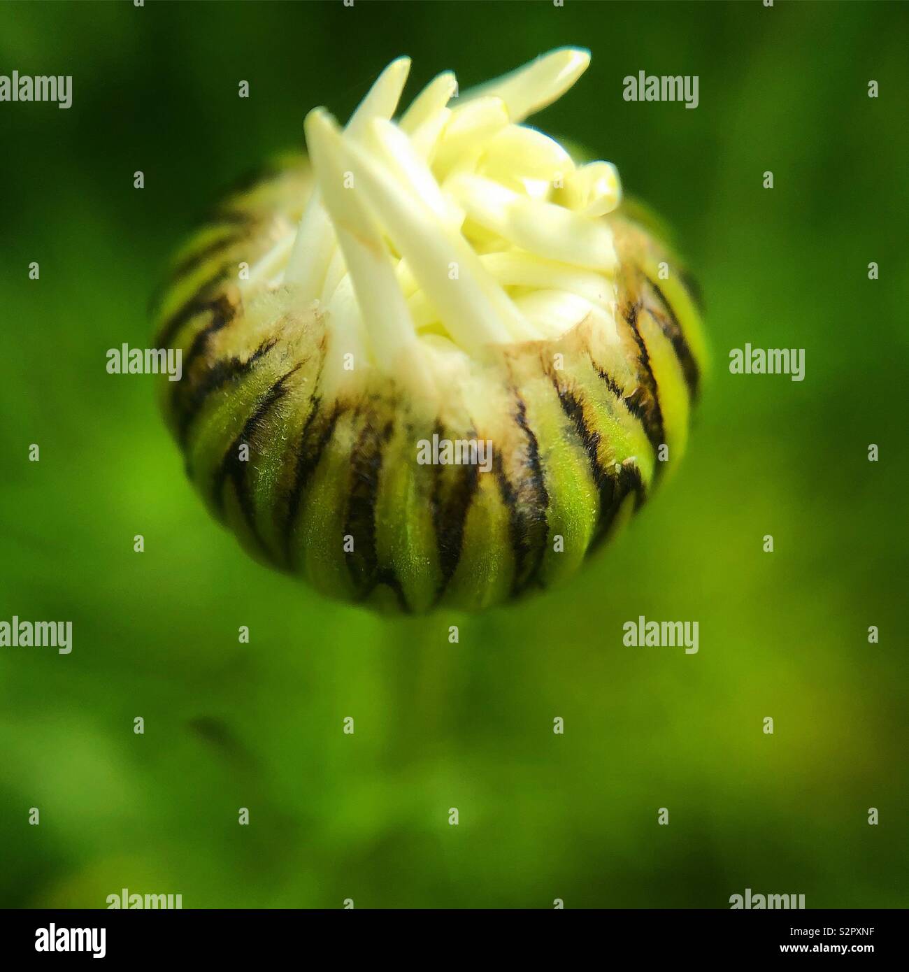 Daisy bud hi-res stock photography and images - Alamy