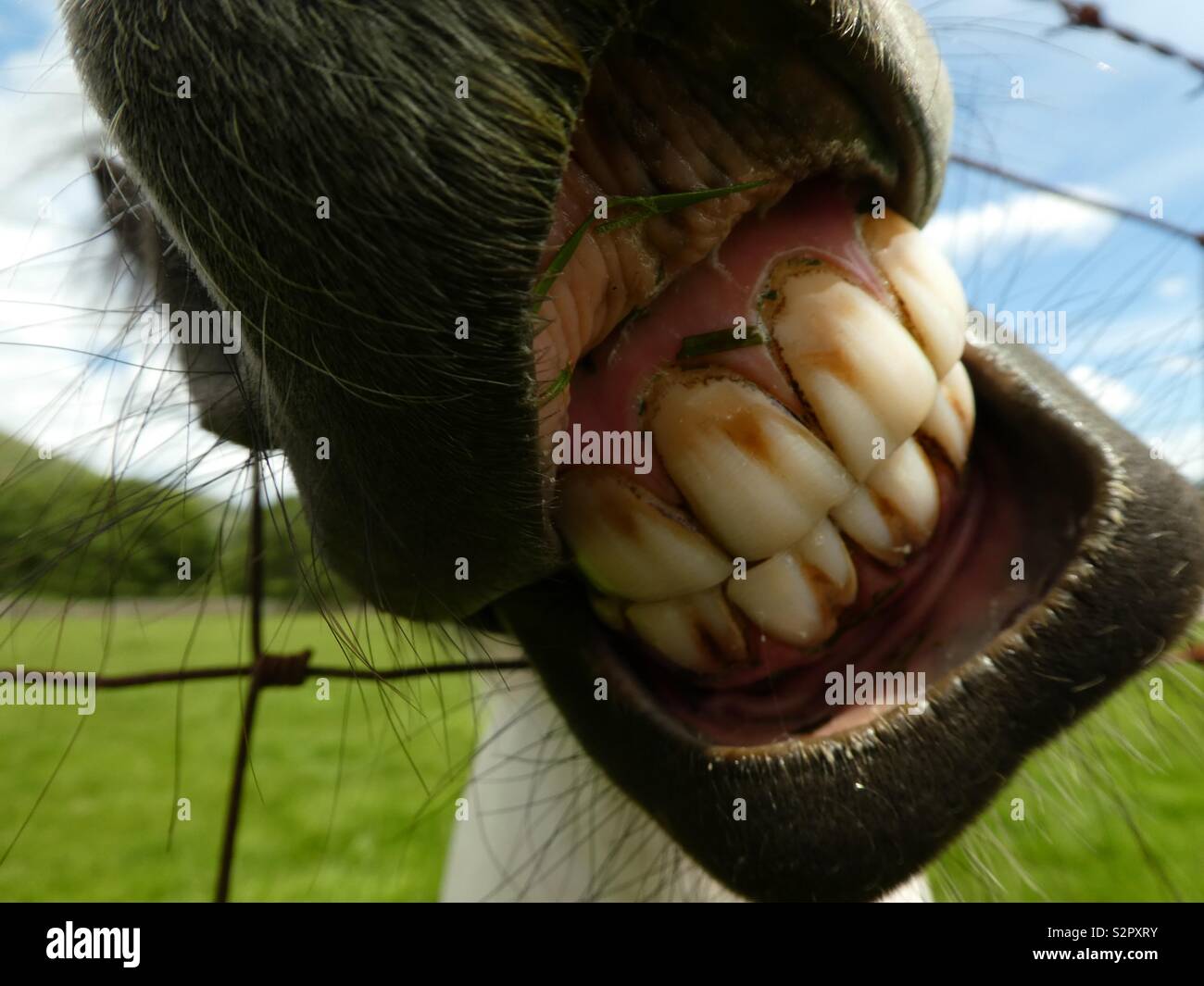 Straight teeth hi-res stock photography and images - Alamy
