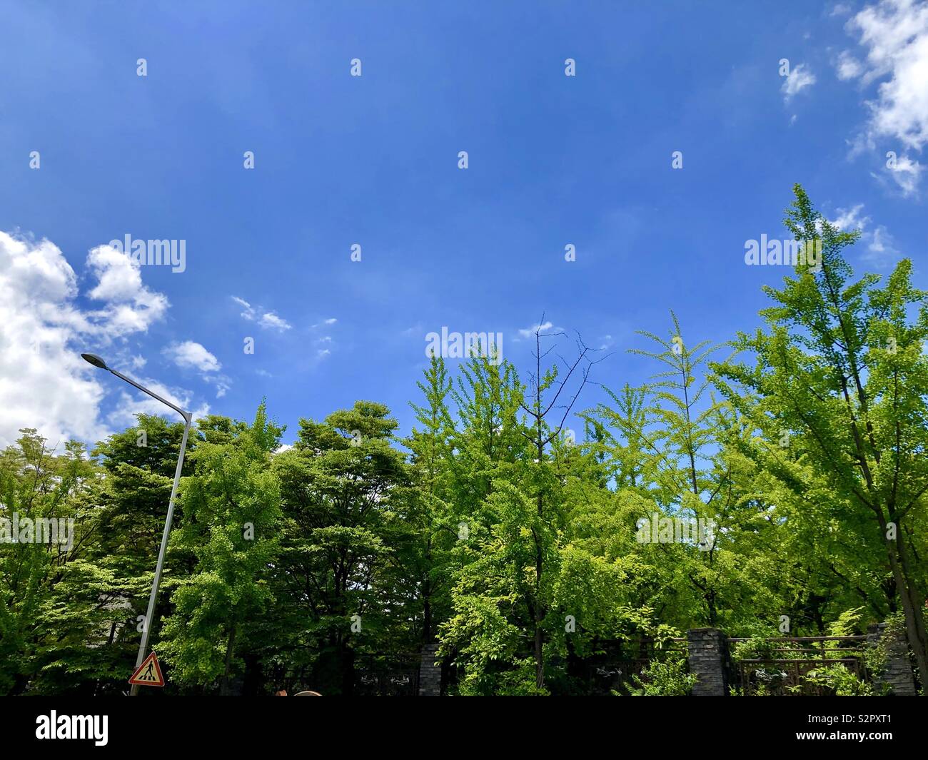Tree skyview hi-res stock photography and images - Alamy