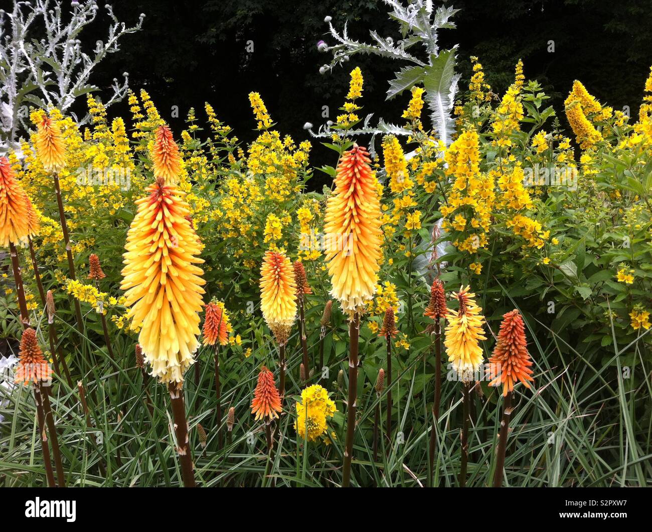 Kniphofia uvaria flower hi-res stock photography and images - Alamy