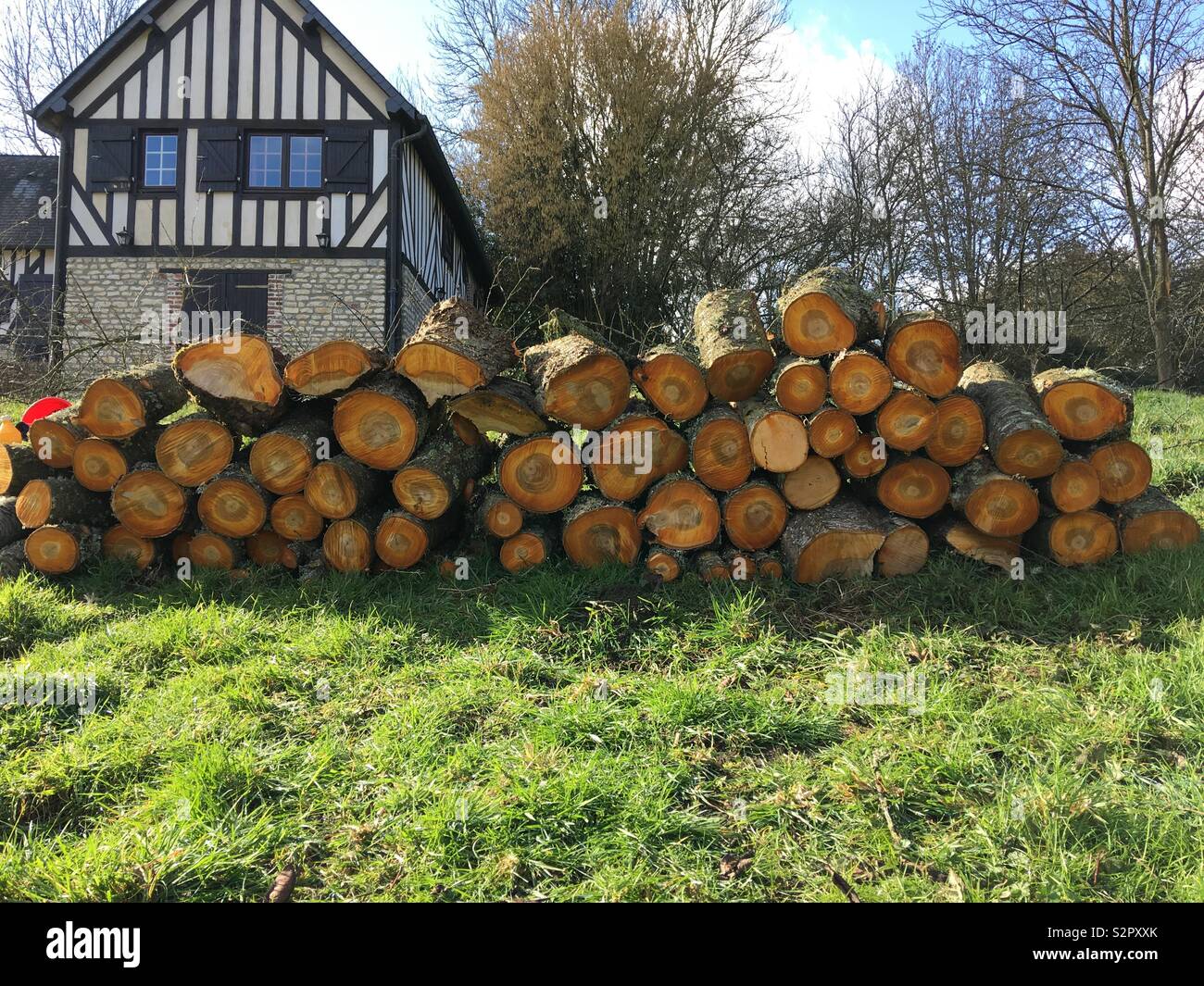 Freshly cut apple trees in Normandy, France Stock Photo - Alamy