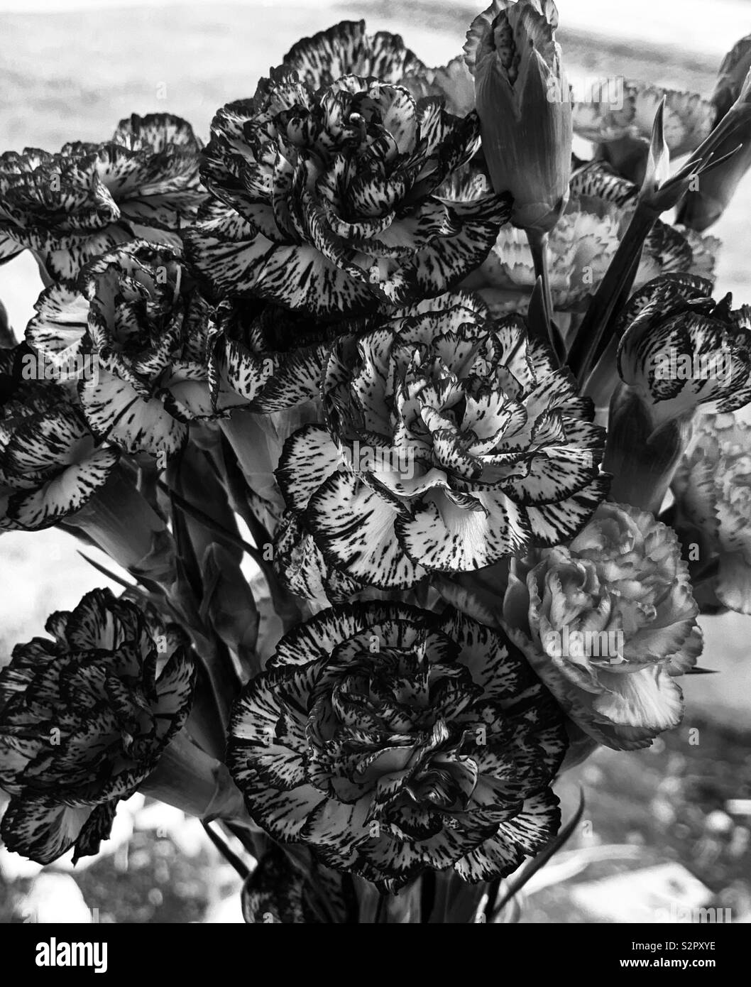 Noir Carnations in bloom Stock Photo - Alamy