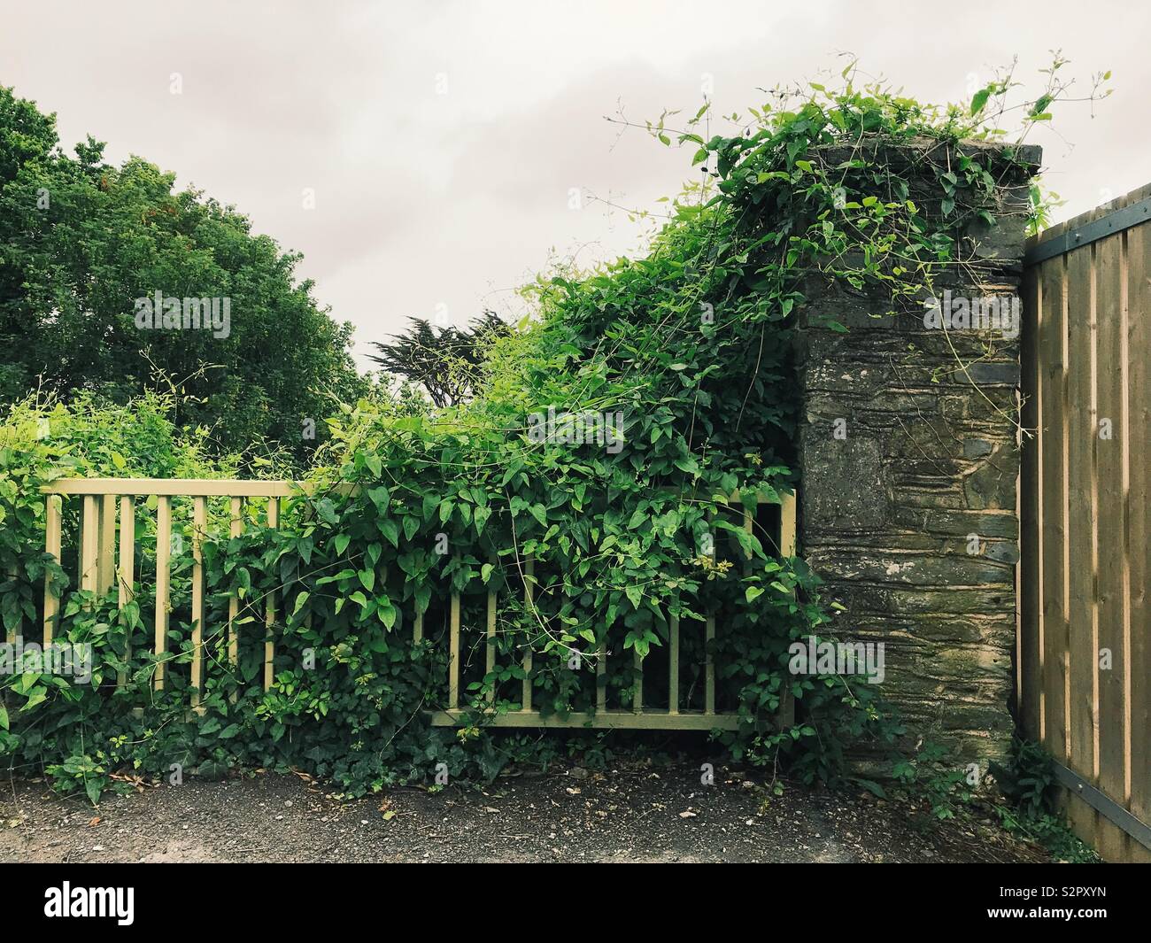 Fence greenery hi-res stock photography and images - Alamy