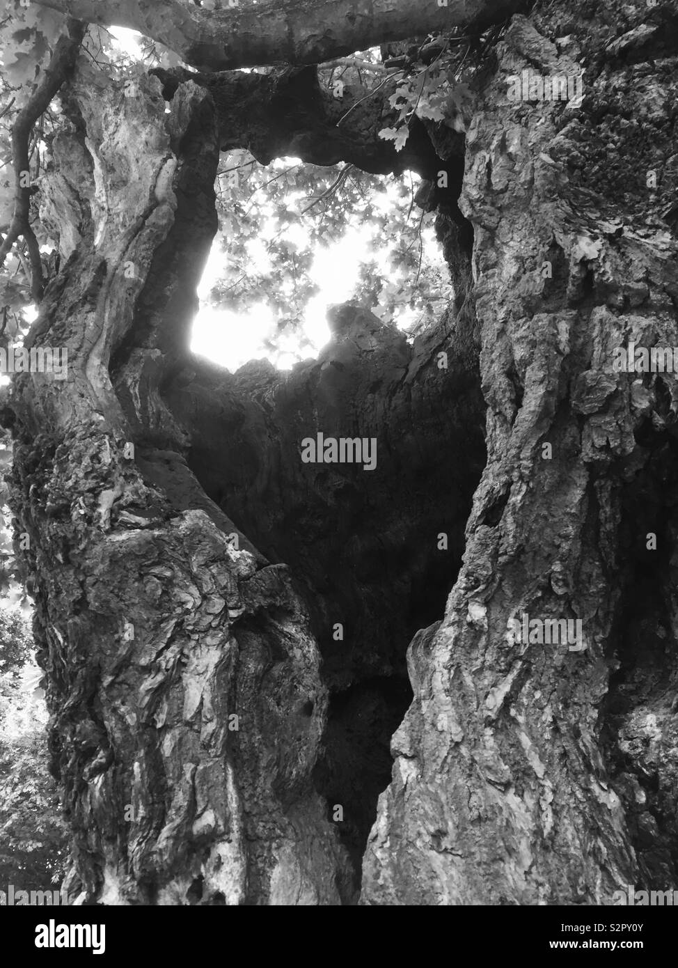 Oak tree park Black and White Stock Photos & Images - Alamy