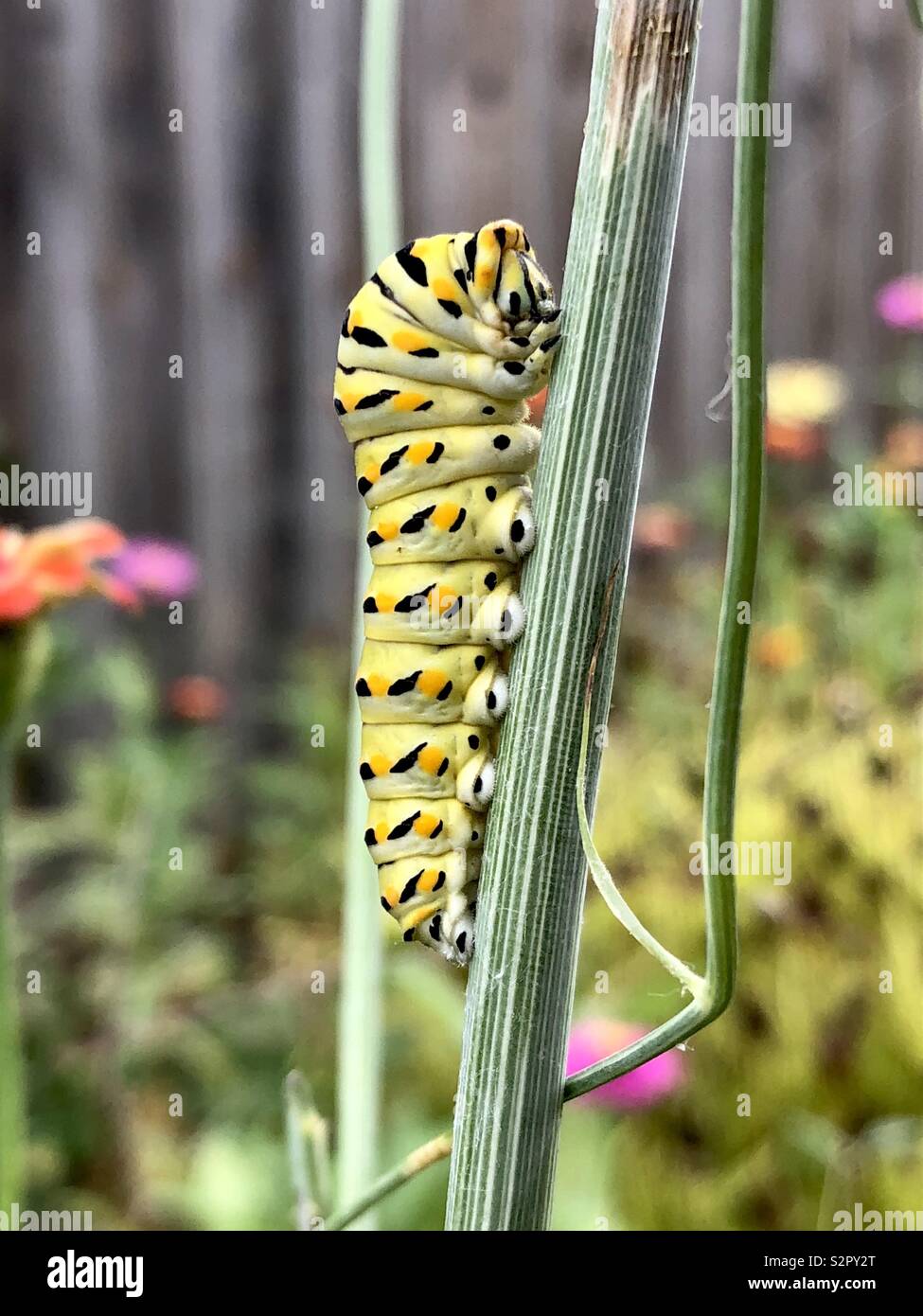 Black swallowtail caterpillar hi-res stock photography and images - Alamy