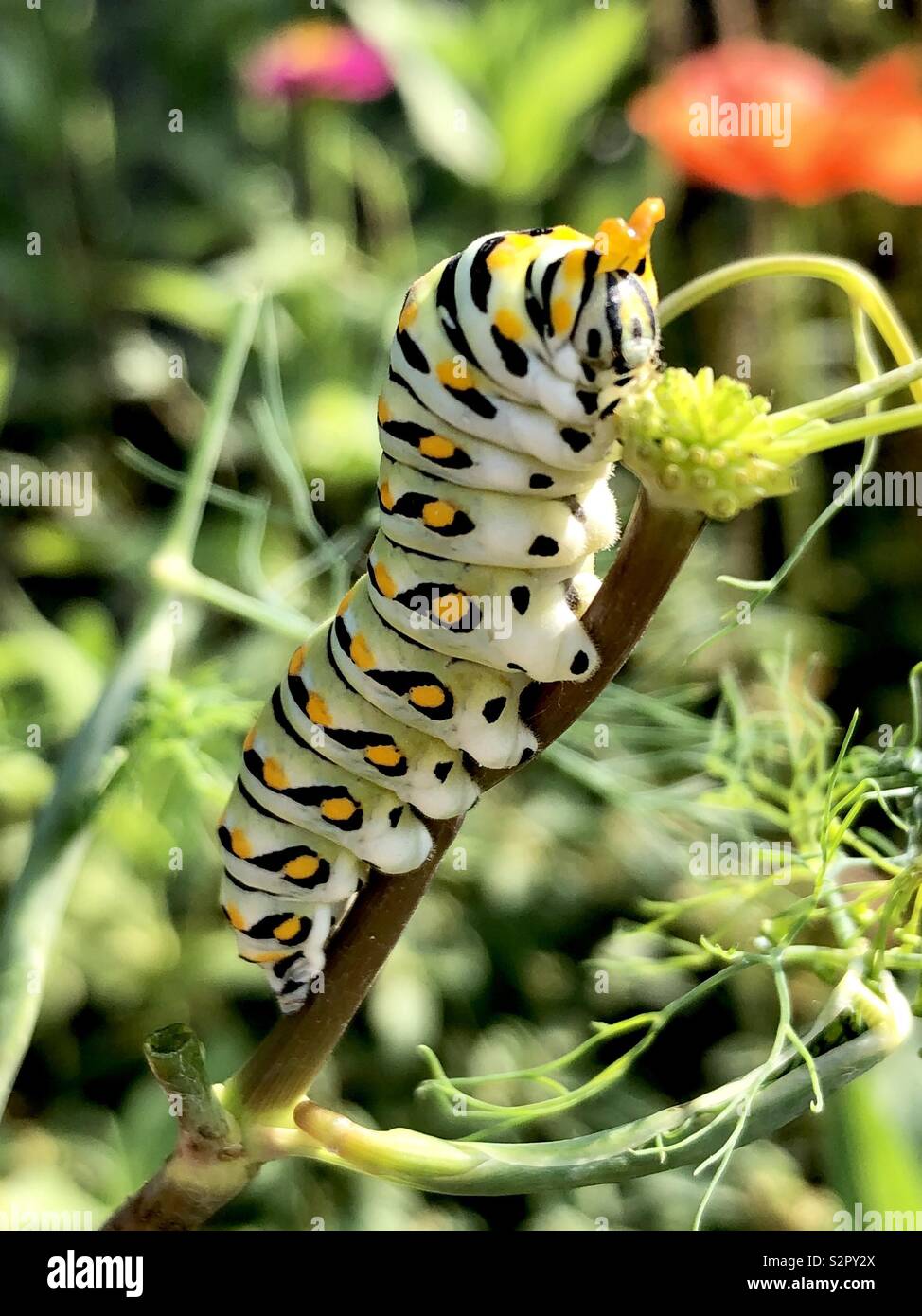 Swallowtail Larvae Horns