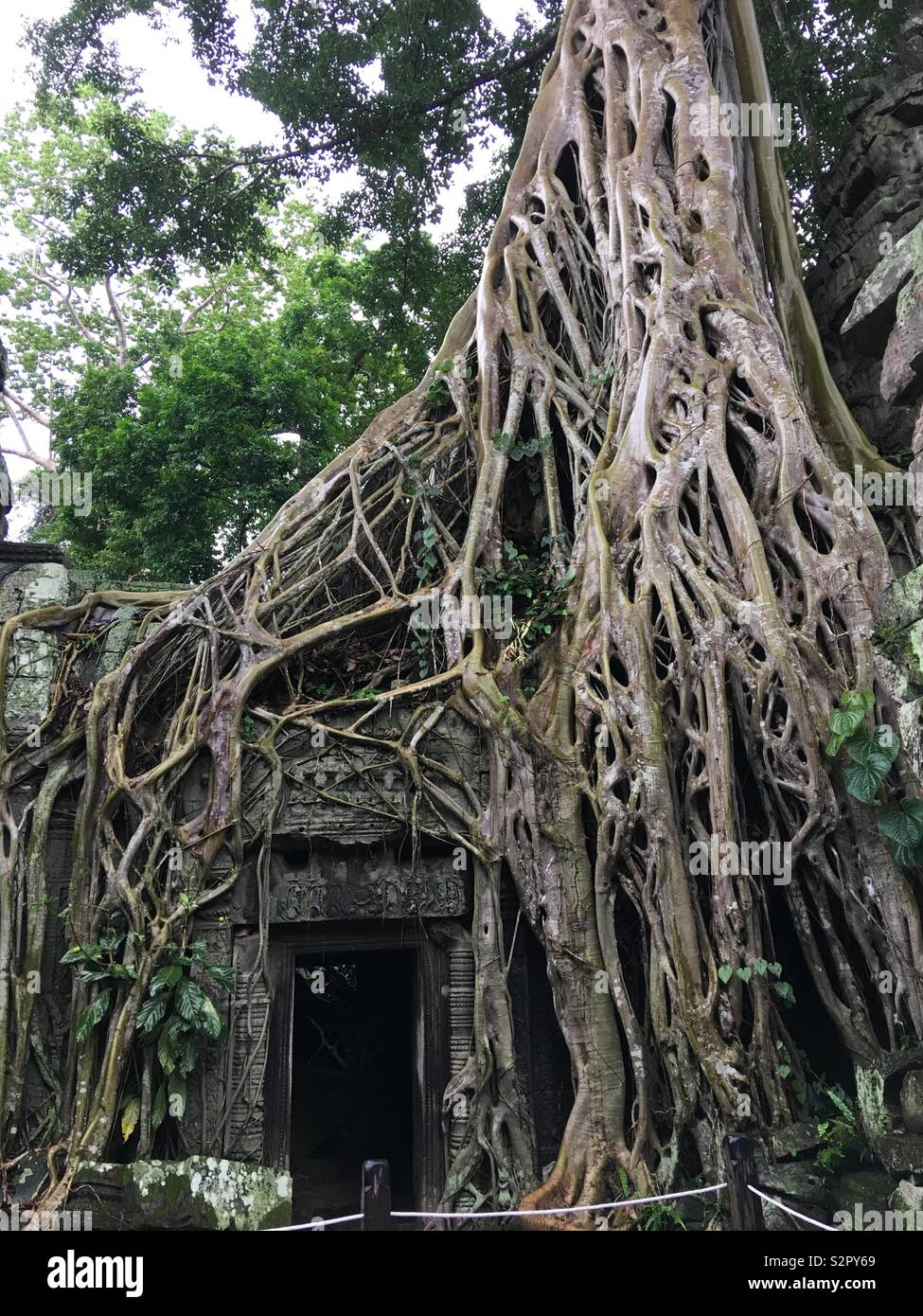 Banyan temple cambodia hi-res stock photography and images - Alamy