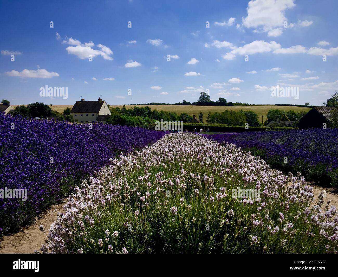 Wildflowers in lavender field hi-res stock photography and images - Alamy