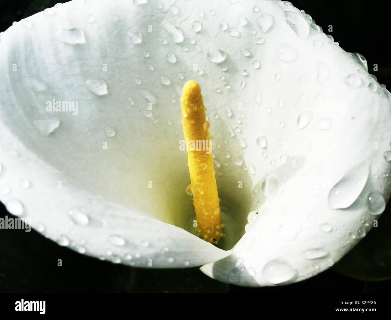 Arum lily lilies hi-res stock photography and images - Alamy