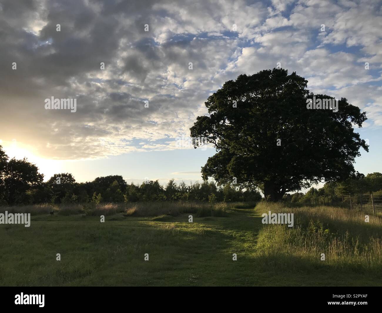 Landscape oak tree hi-res stock photography and images - Alamy