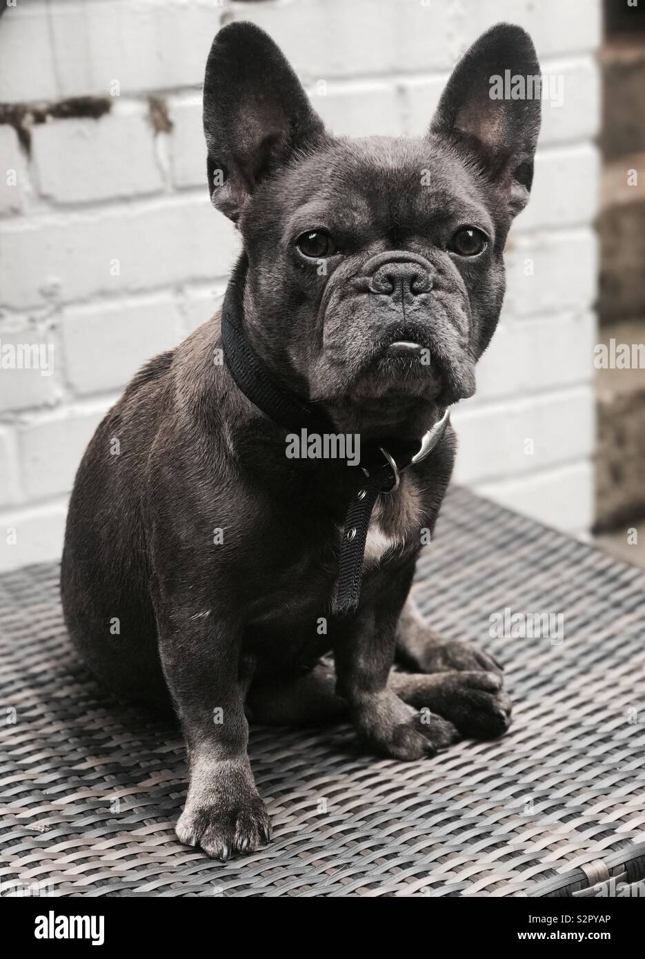 Bulldog Sitting Down High Resolution Stock Photography and Images - Alamy