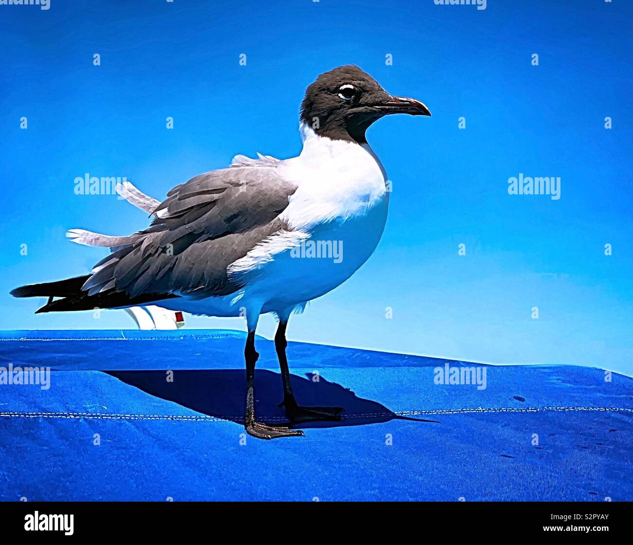 Blue canopy on a boat hi-res stock photography and images - Alamy