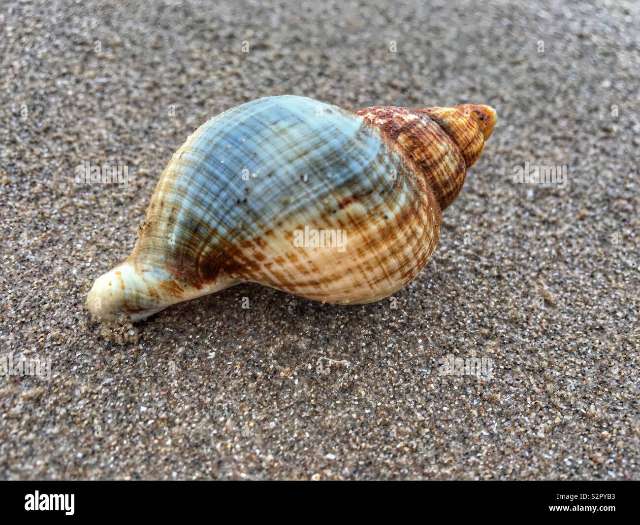 Sea shell on the beach Stock Photo - Alamy