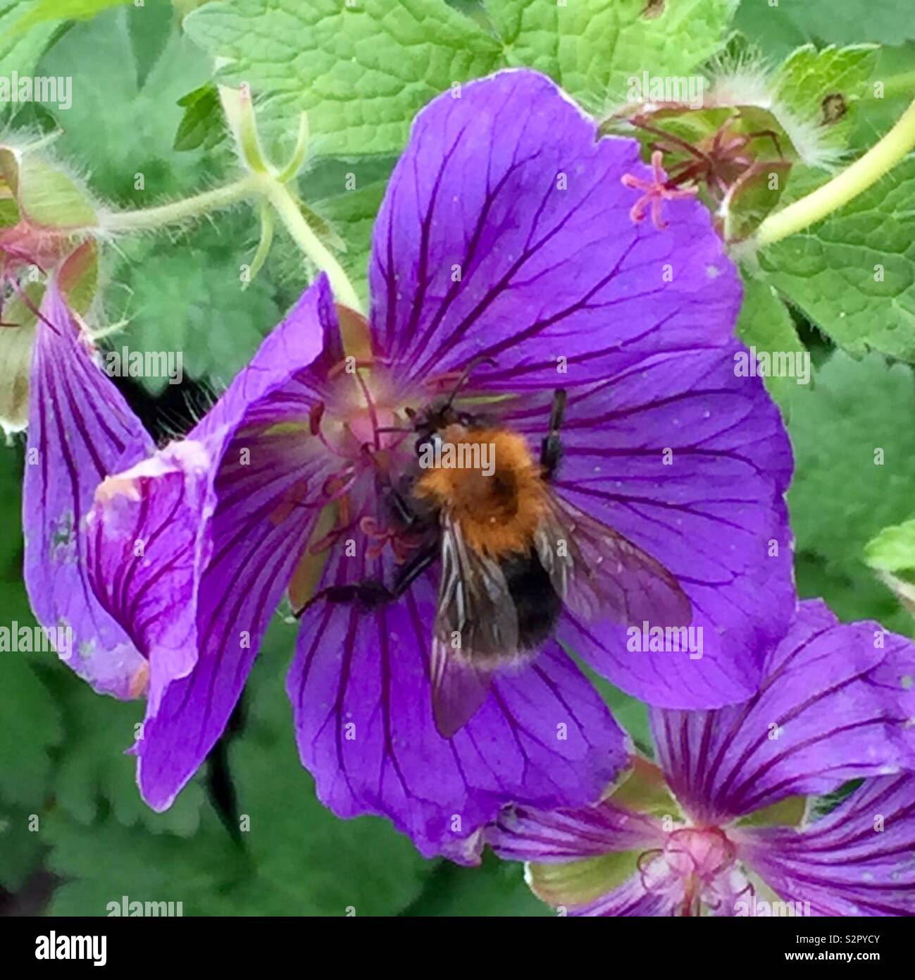 Bee collecting pollen from wily Geranium, Bees, Pollination, Flowers ...