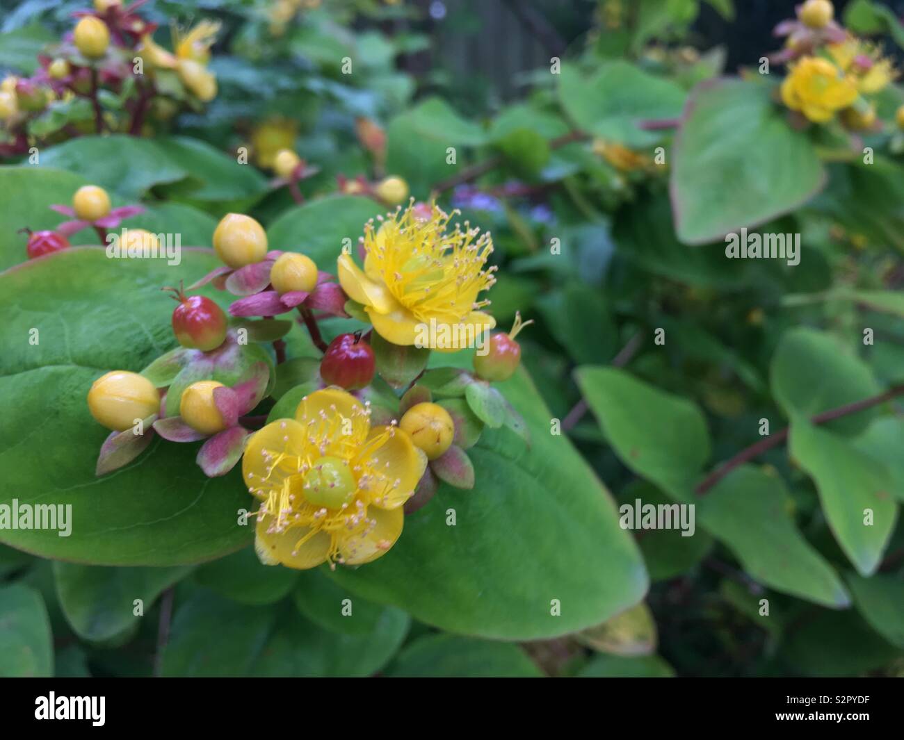 Yellow flower with small leaves hi-res stock photography and images - Alamy