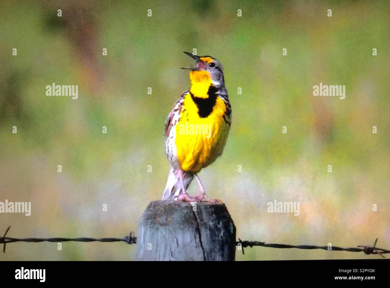 Eastern Meadowlark, Sturnella magna, Alberta. Canada Stock Photo - Alamy