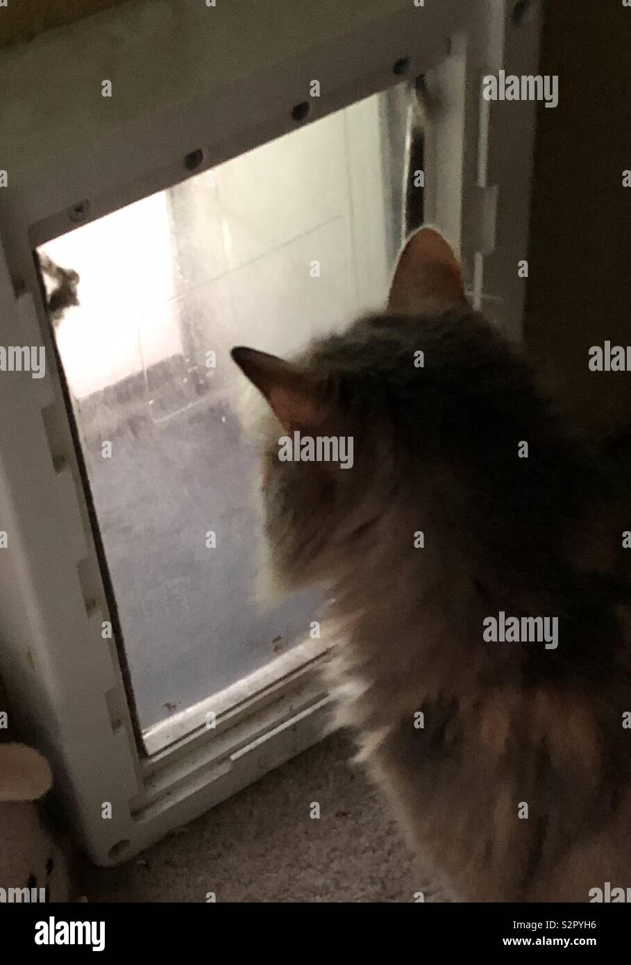 Cat waiting outside door hi-res stock photography and images - Alamy