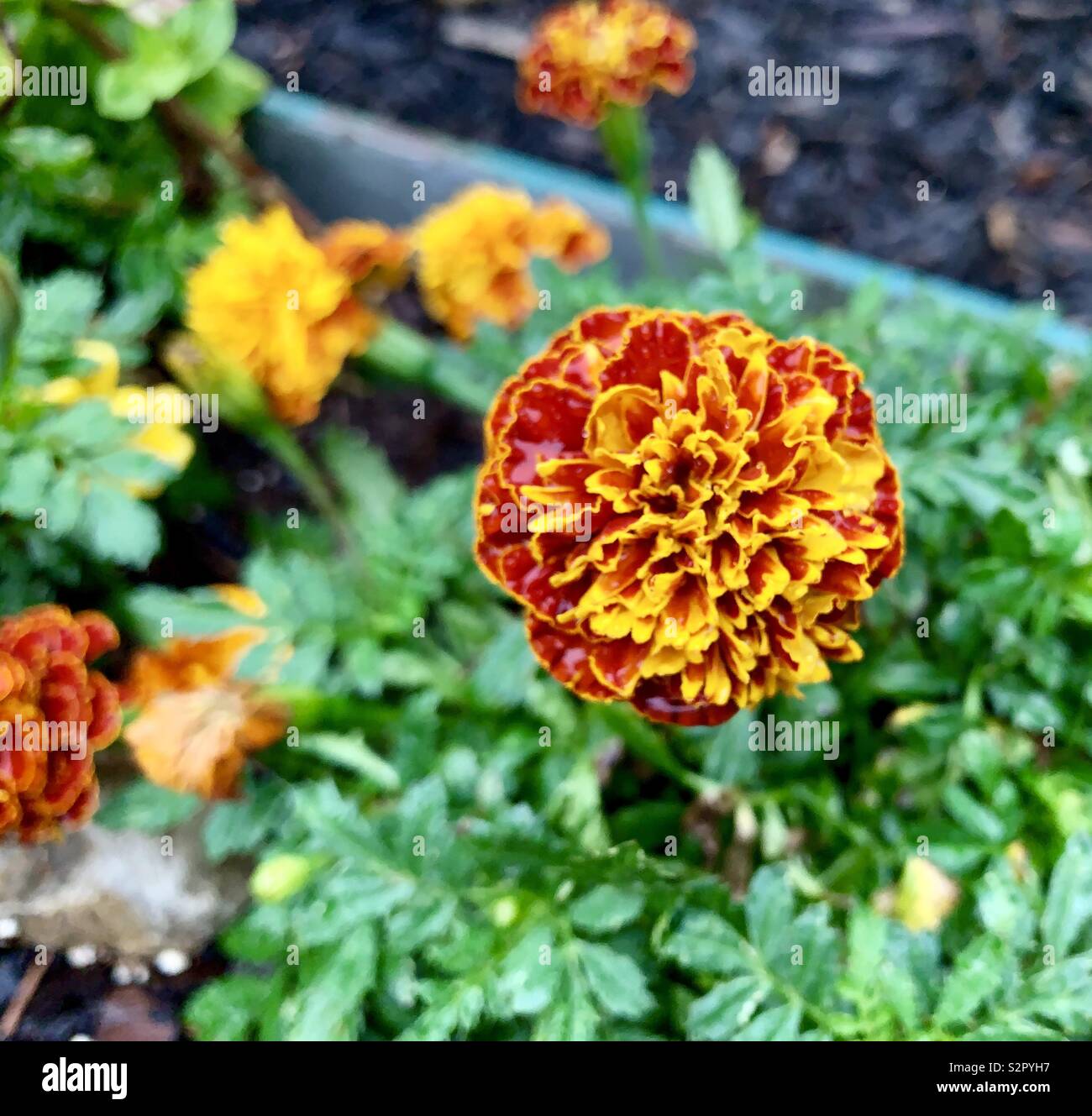 Bold marigold colors after the rain in the front yard Stock Photo - Alamy