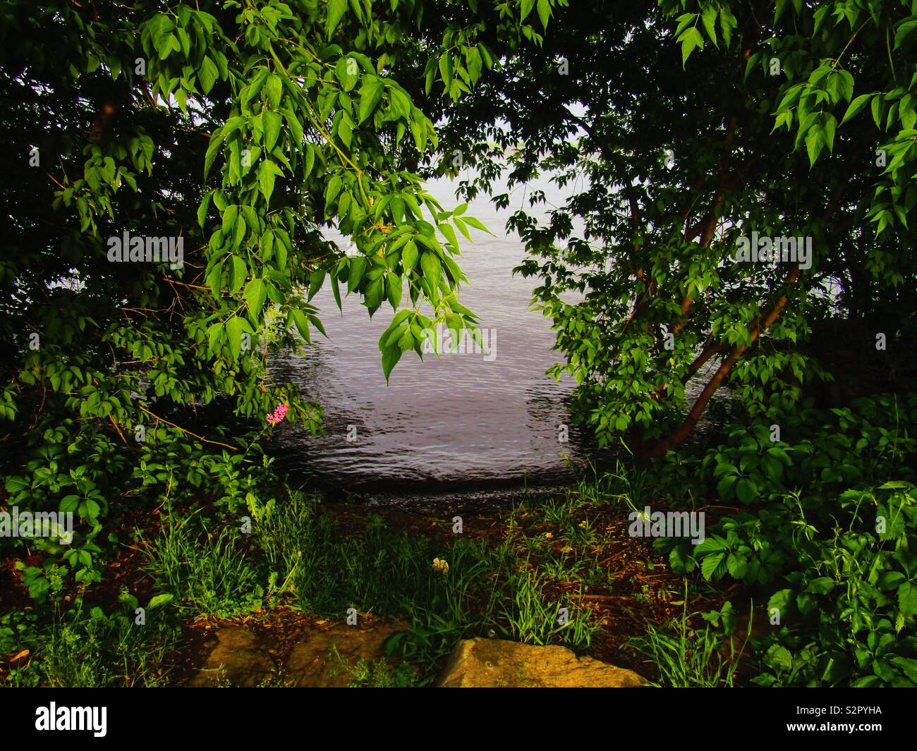 Trees water hideout hi-res stock photography and images - Alamy