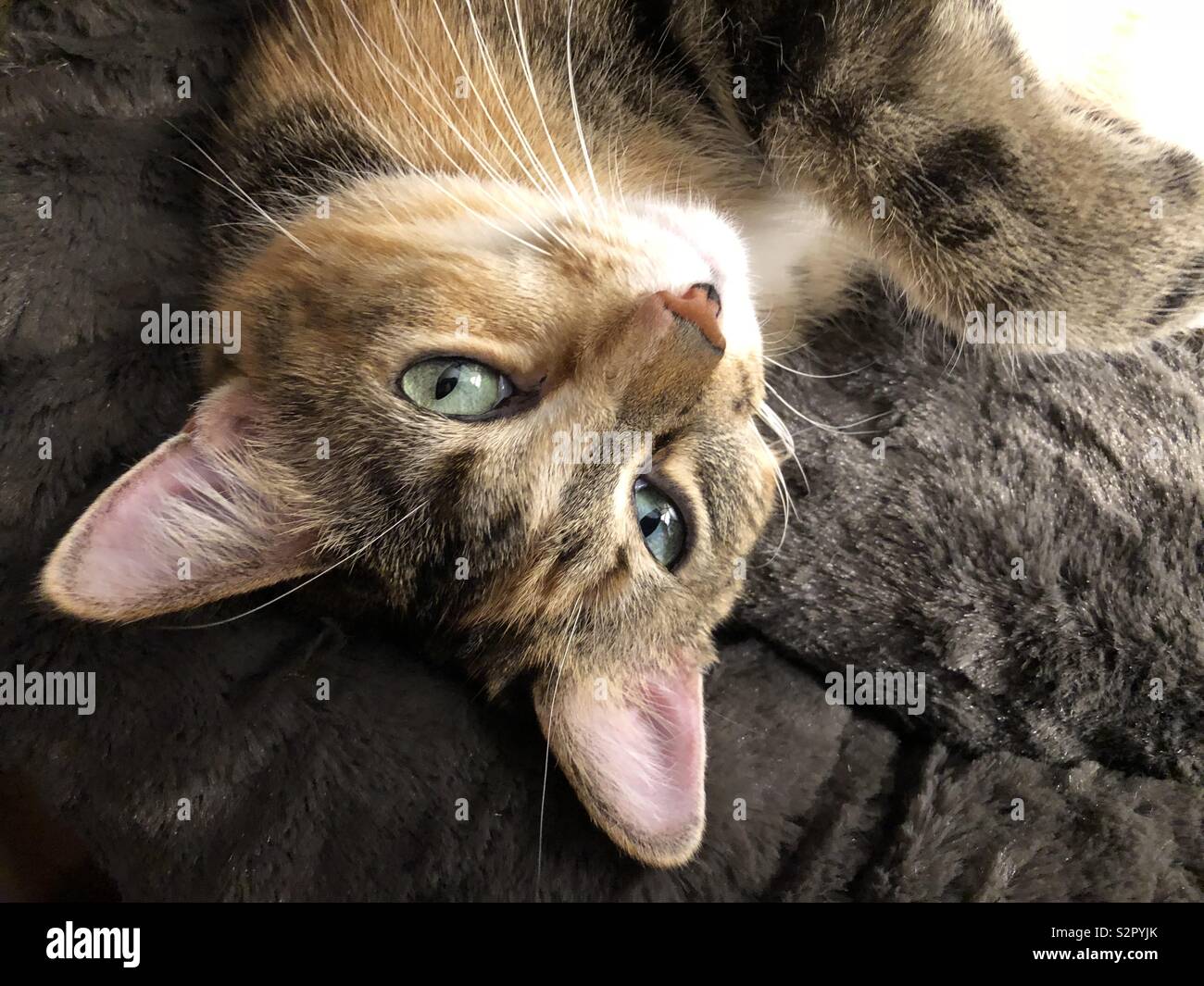 Close up of pretty calico cat laying down Stock Photo - Alamy