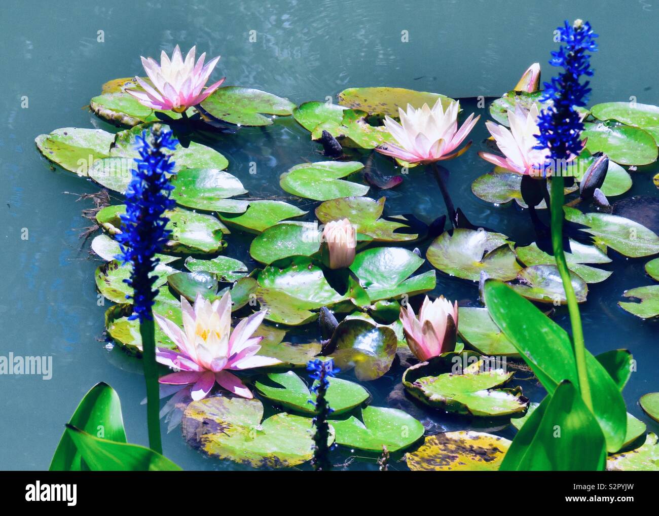 Ball of weed hi-res stock photography and images - Alamy