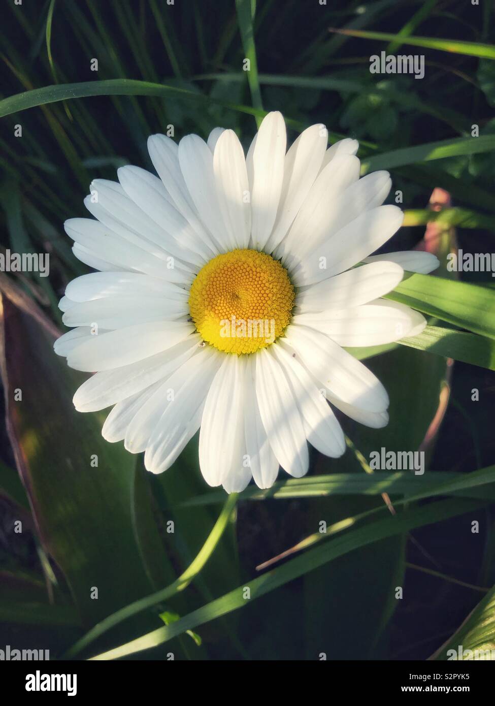 Daisy flora close up hi-res stock photography and images - Alamy