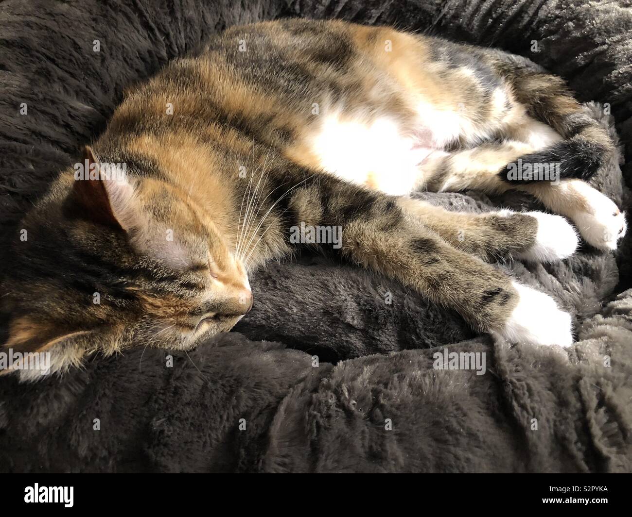 Calico cat sleeping hi-res stock photography and images - Alamy