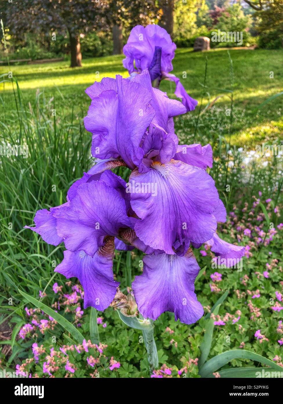 Purple iris flowers close smartphone stock photos and images - Alamy