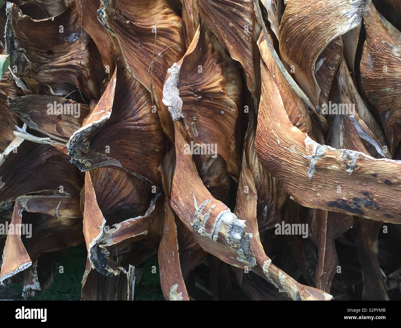 Caribbean Palm Tree Bark pattern - Sint Maarten Stock Photo - Alamy