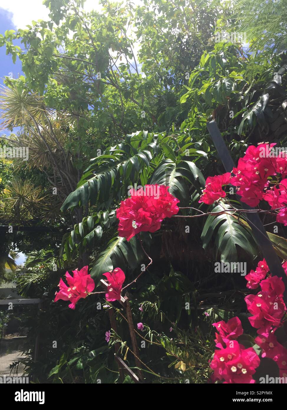 Caribbean Flora Stock Photos & Caribbean Flora Stock Images - Alamy