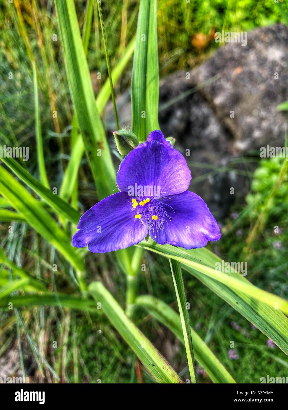 Botany day hi-res stock photography and images - Alamy