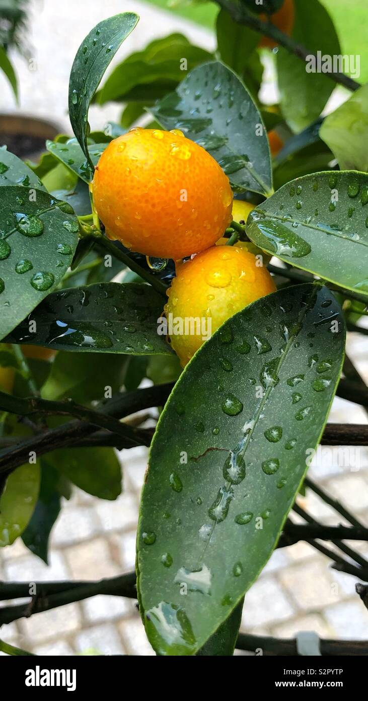 Young Citrus Tree High Resolution Stock Photography and Images - Alamy