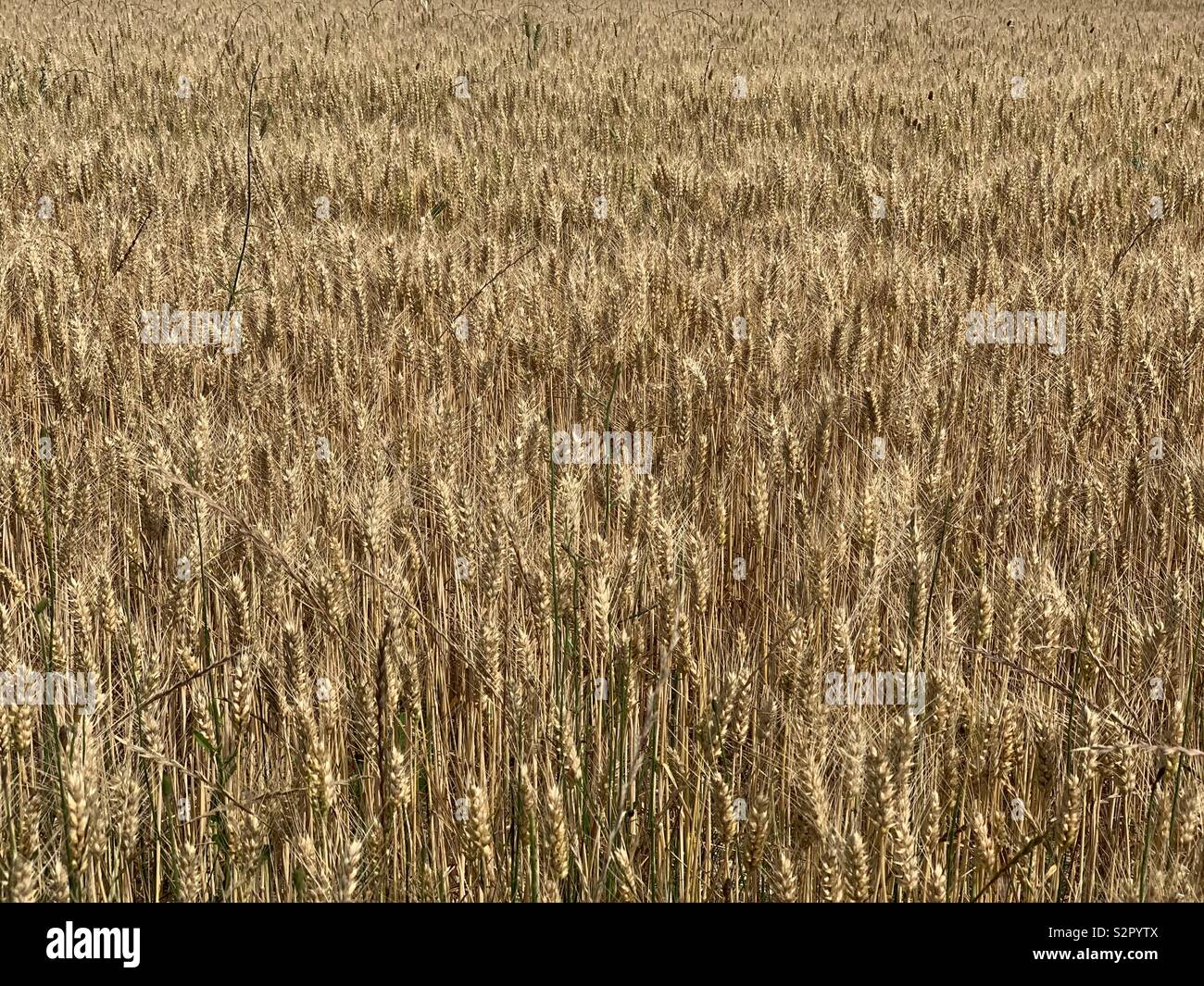Wheat field, summer season Stock Photo - Alamy