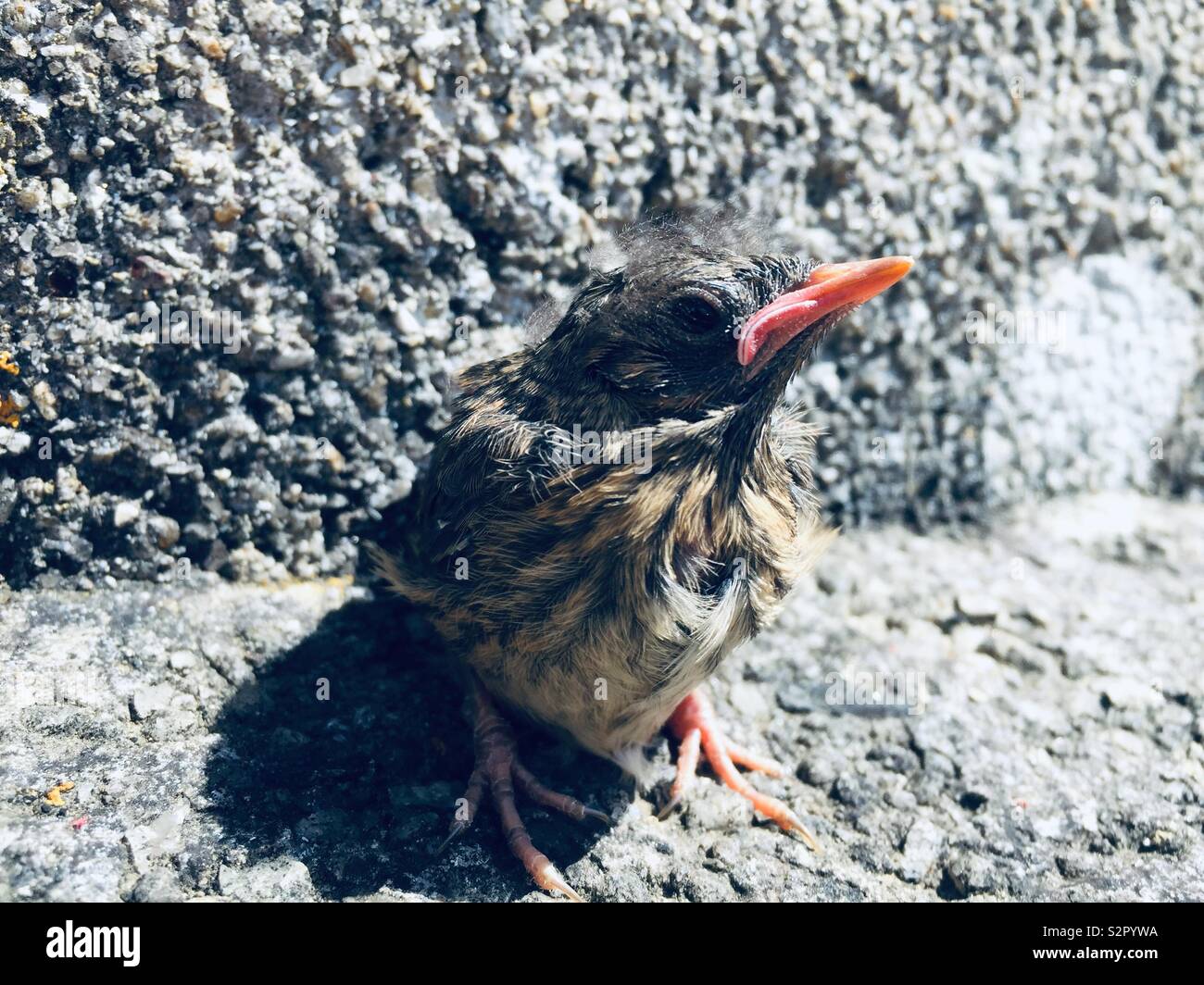 Lost baby bird hi-res stock photography and images - Alamy