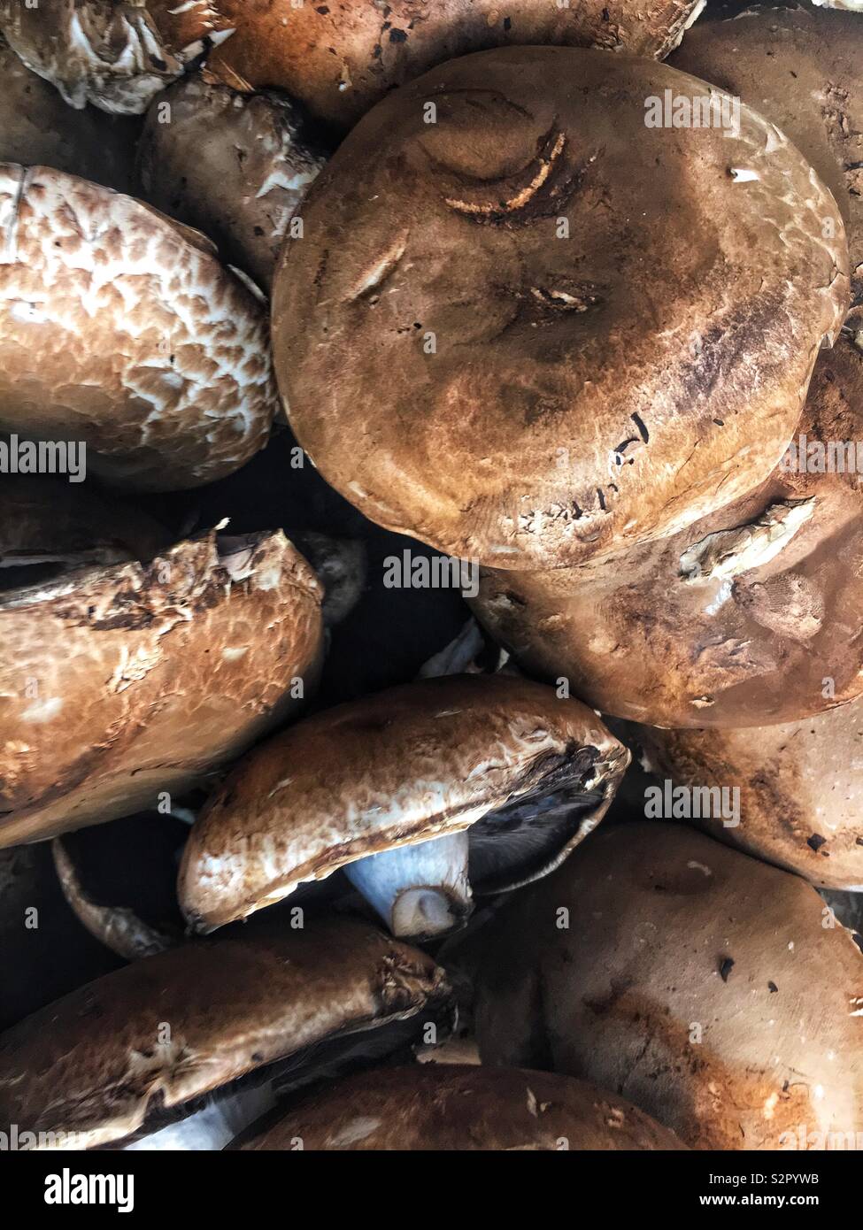 Full frame of fresh delicious ripe raw Portobello Mushrooms Stock Photo ...