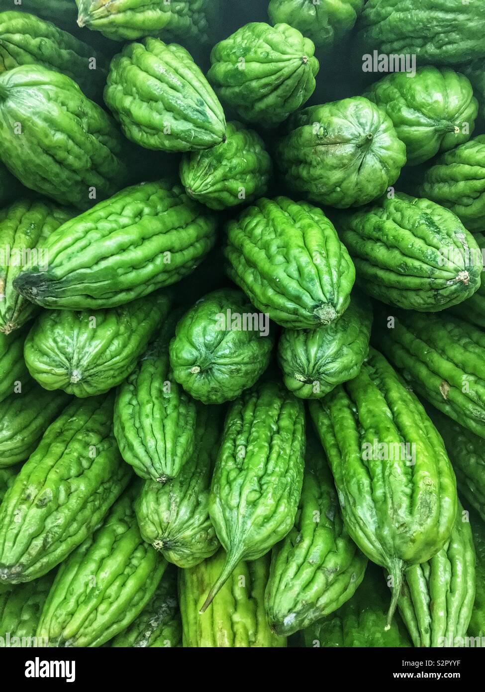 Full frame of many fresh ripe Indian bitter melons Stock Photo - Alamy