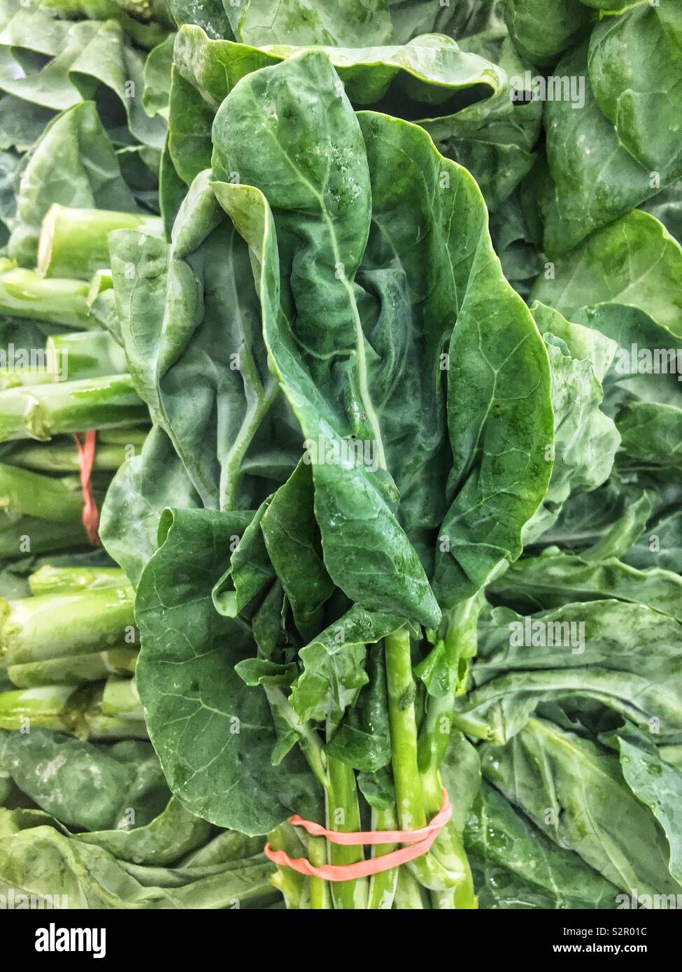 Spinach spinacia oleracea hi-res stock photography and images - Alamy