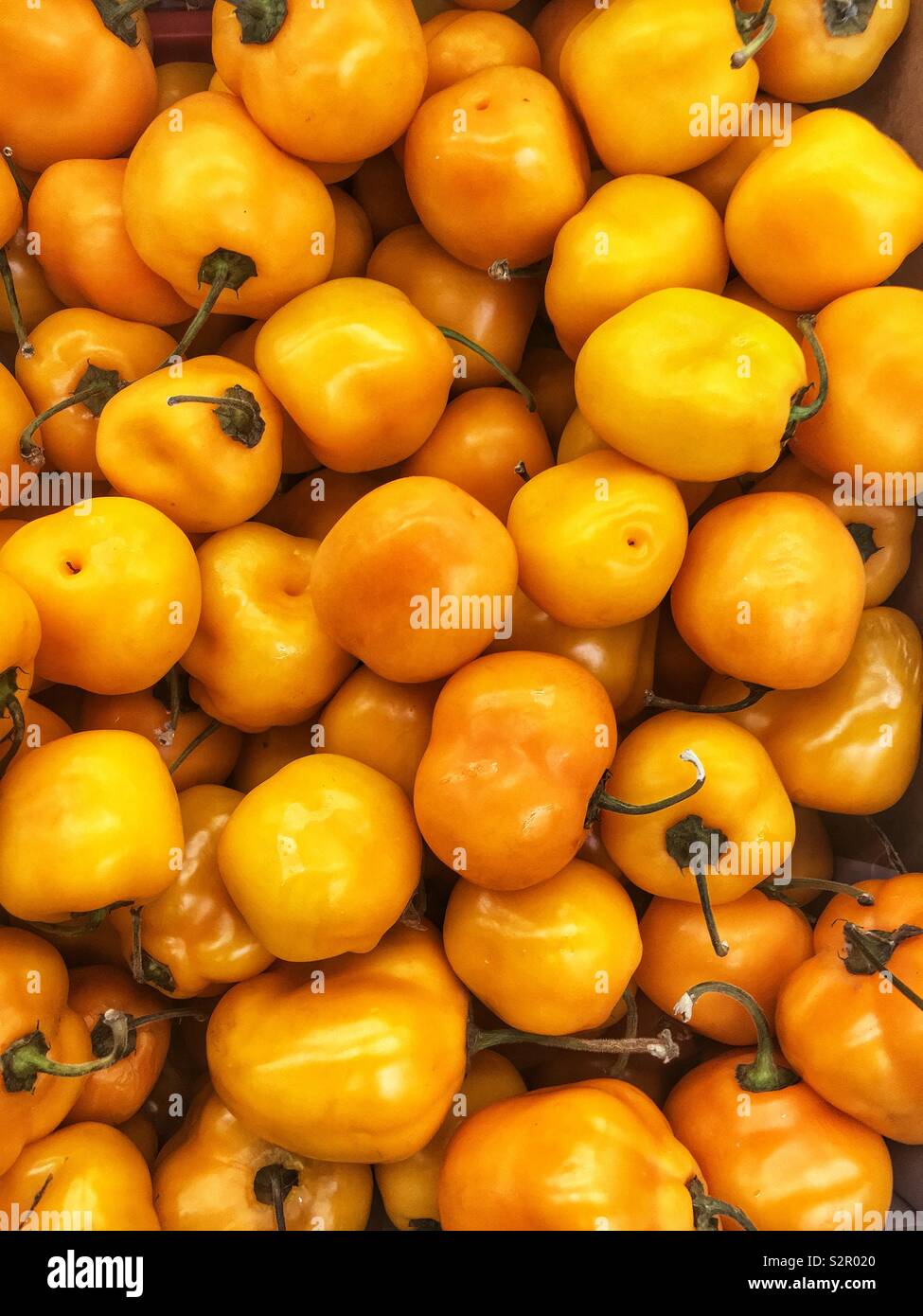 Full frame of fresh delicious ripe manzano peppers, Capsicum pubescens ...
