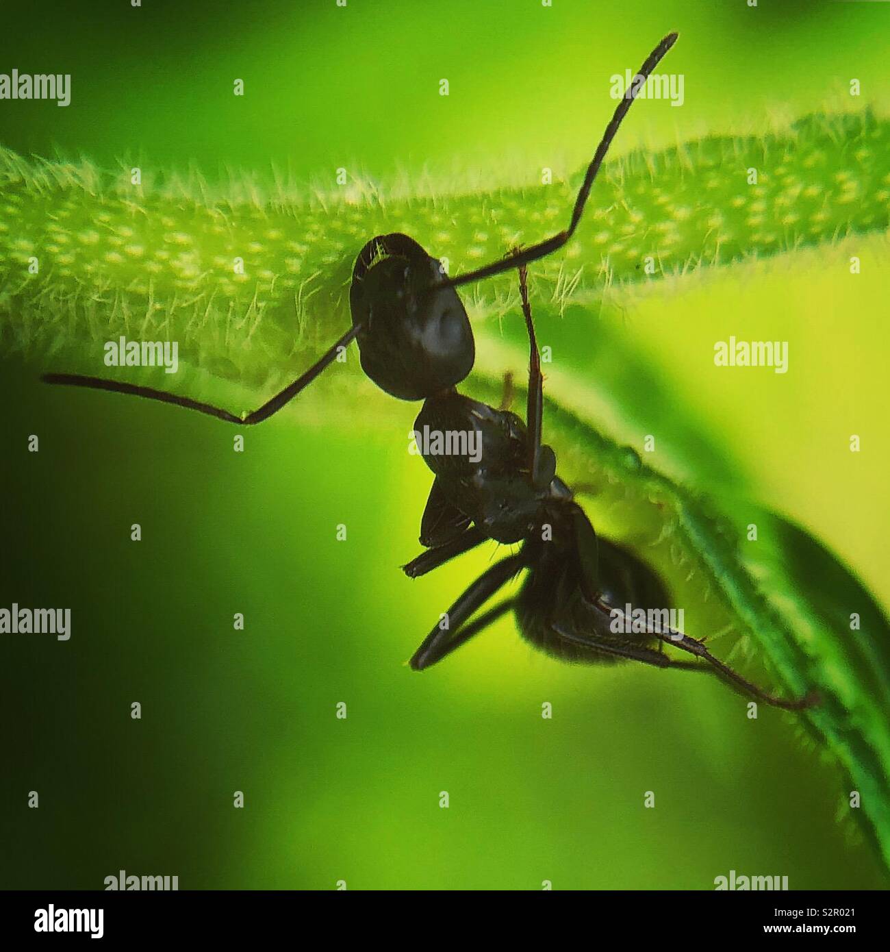 Carpenter ant hi-res stock photography and images - Alamy