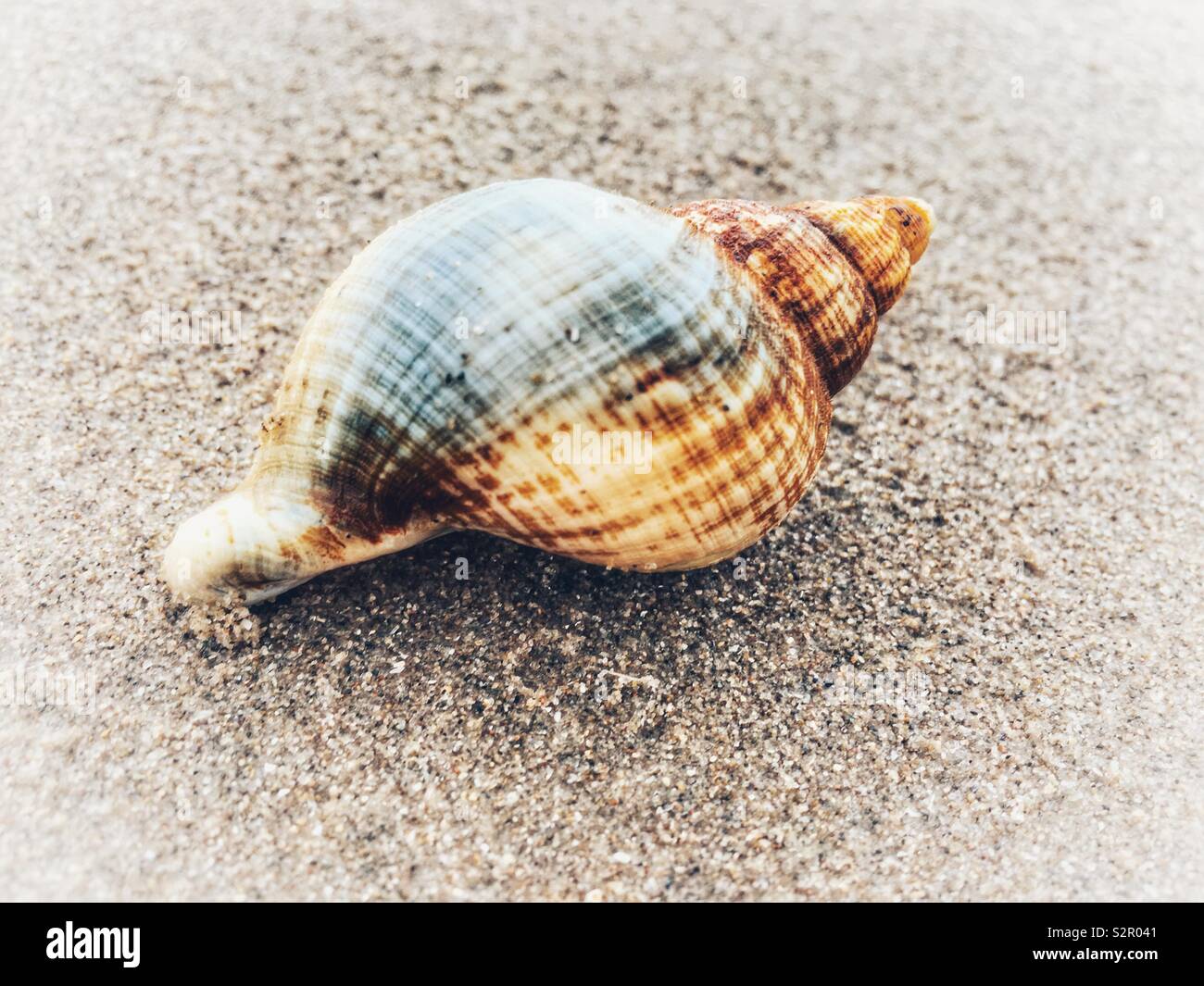 Seashell at the beach hi-res stock photography and images - Alamy