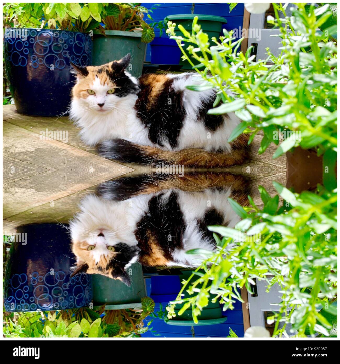 Reflections of a Maine coon cat Stock Photo - Alamy