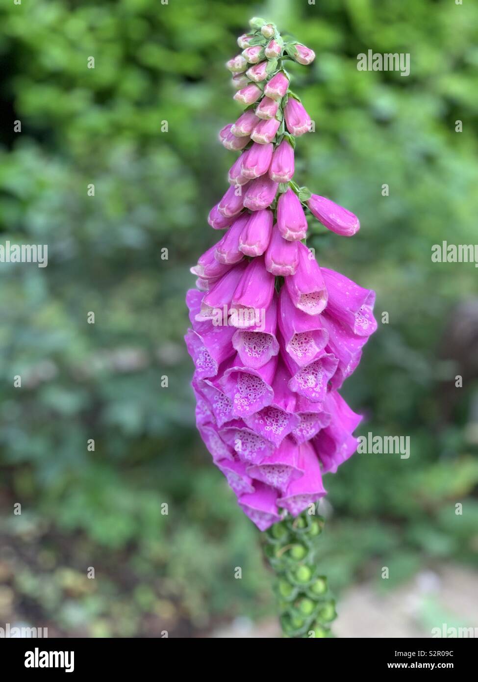 Foxgloves foxes hi-res stock photography and images - Alamy