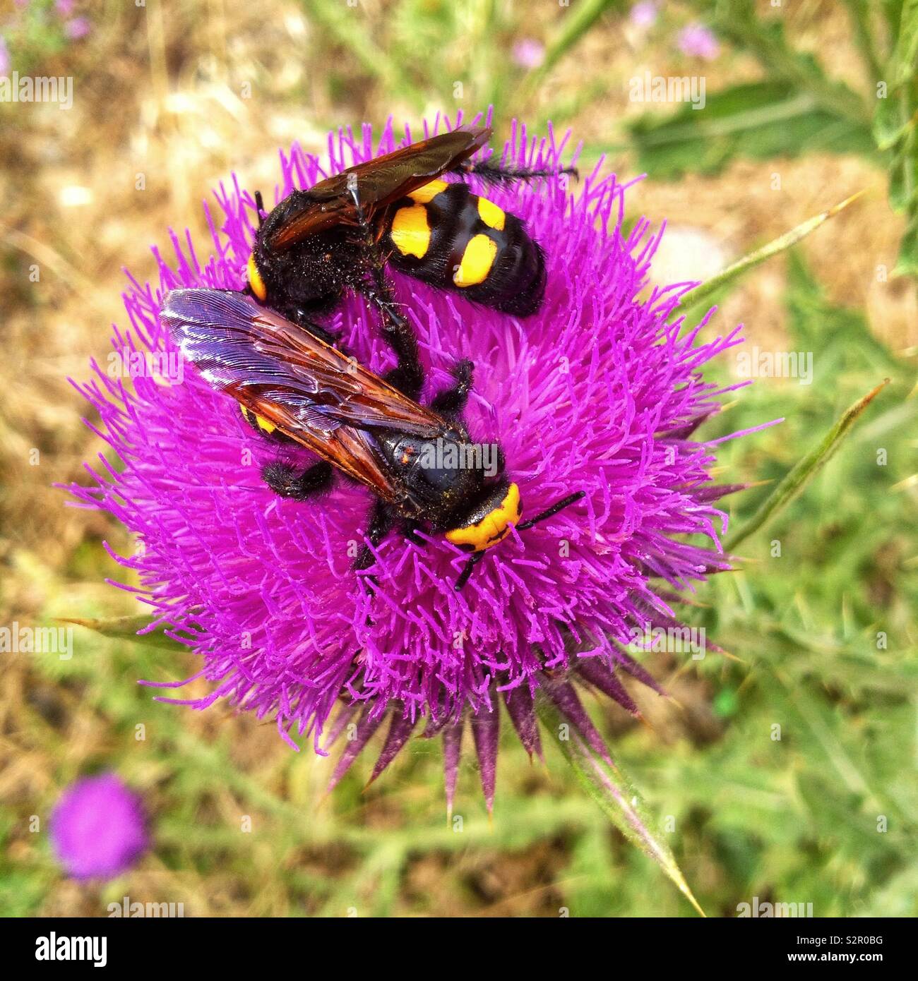 Scolie hi-res stock photography and images - Alamy