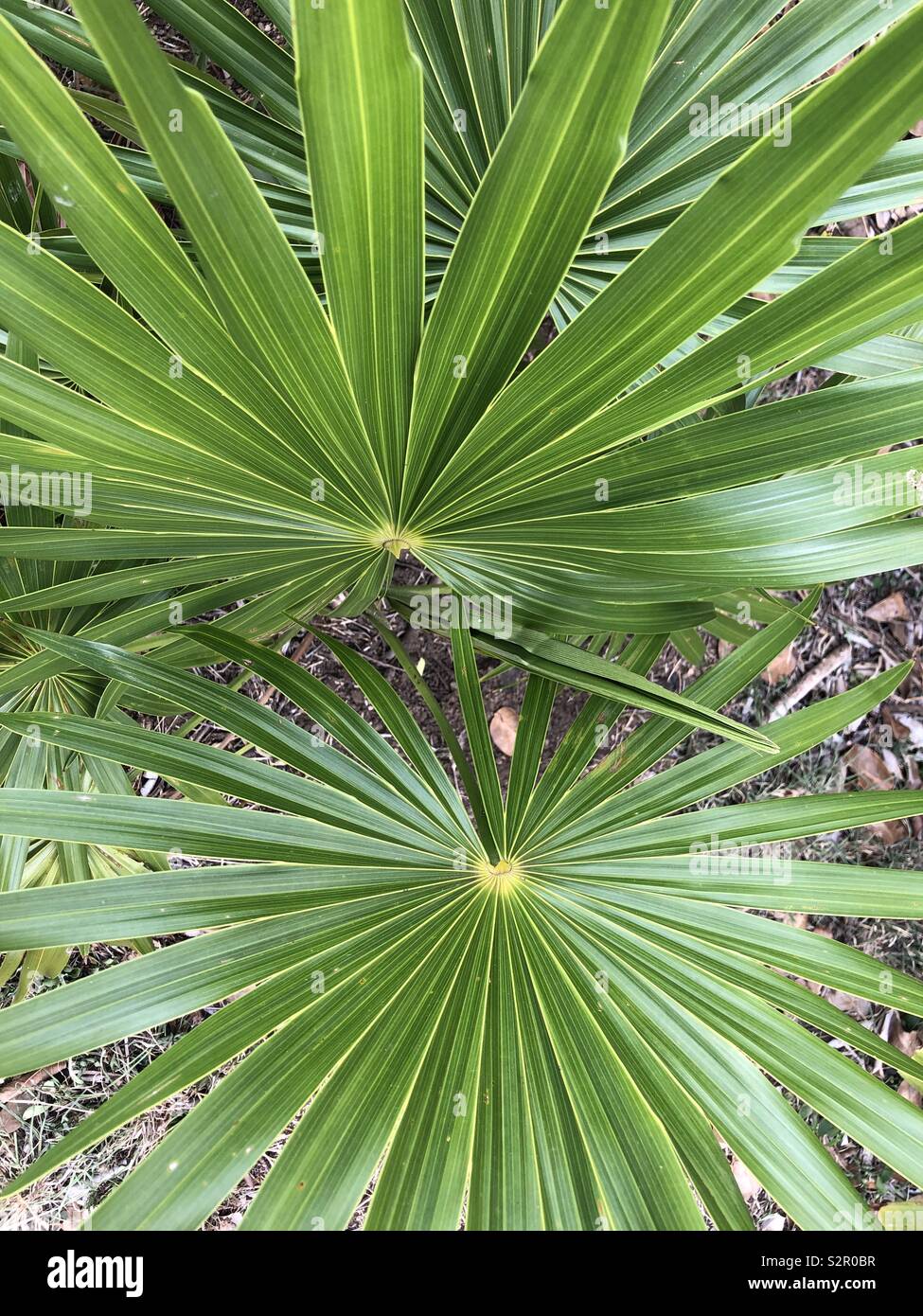 Spikey palms hi-res stock photography and images - Alamy